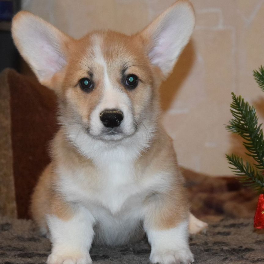 Вельш Корги Пемброк, щенок