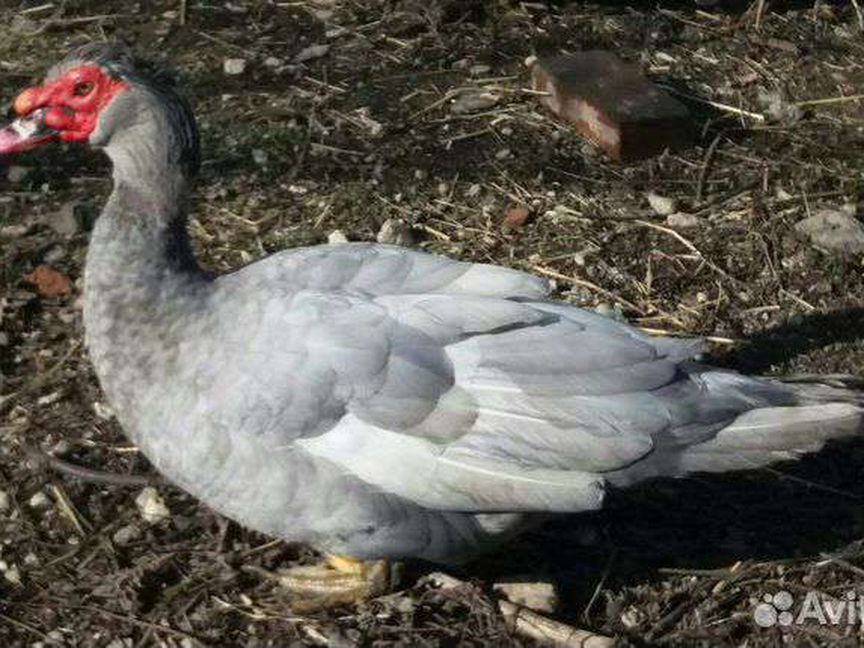 Серо жемчужные индоутята Лаванда