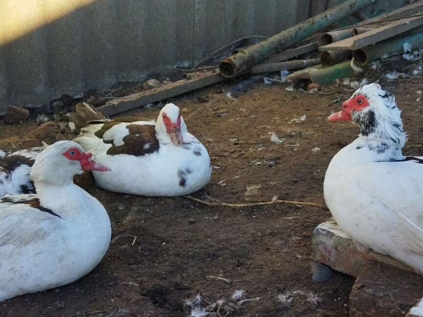 Мускусные утки