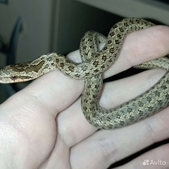 Узорчатый полоз