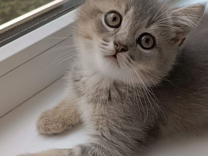 Шотландские котята