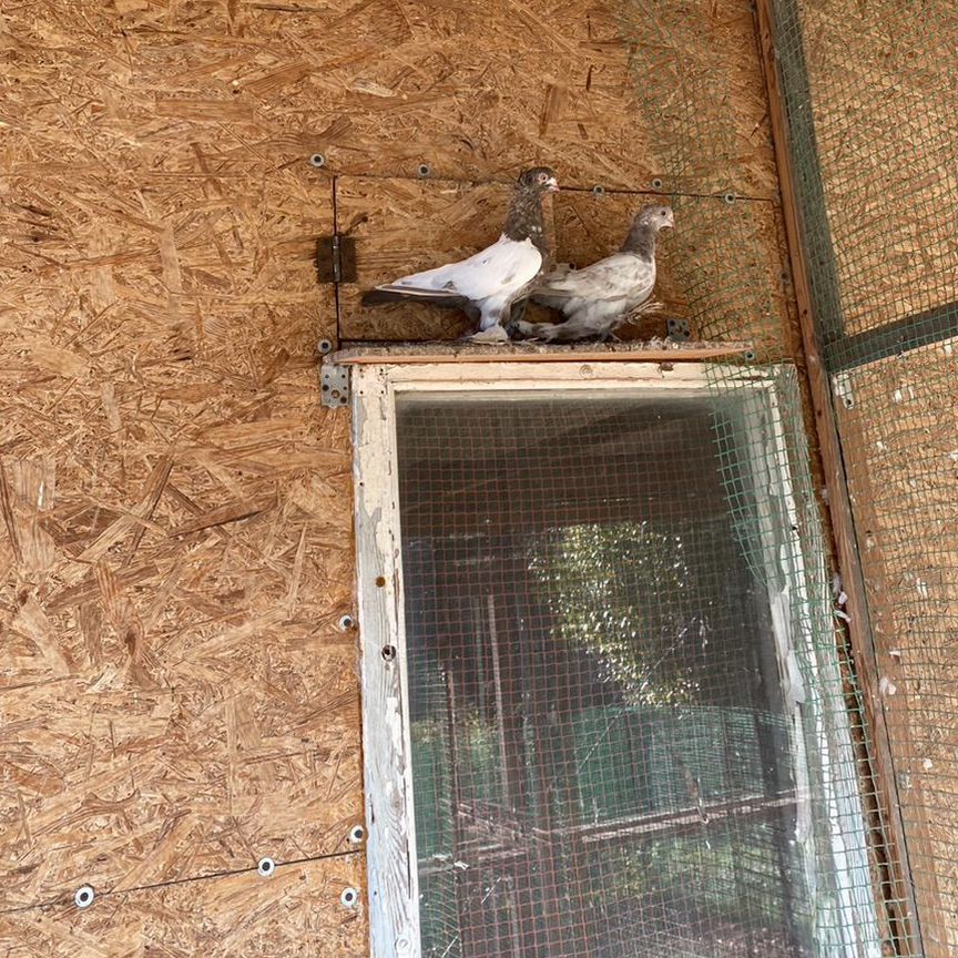 Голуби породы вок