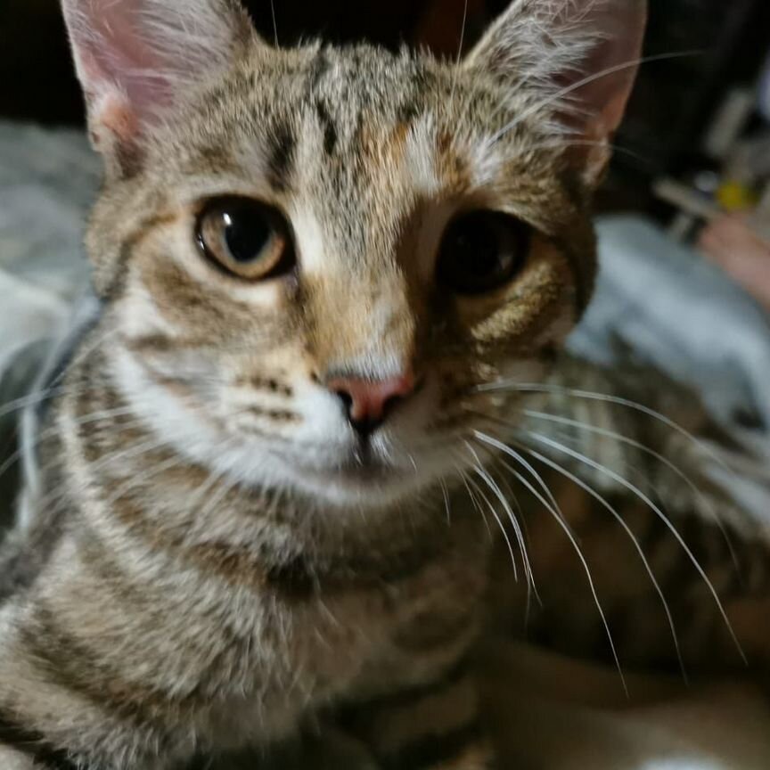 Котенок 4 месяца девочка ищет дом