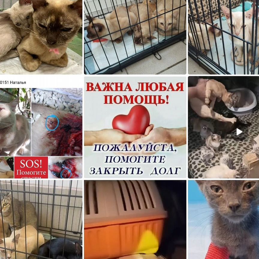 Бурмы просят о помощи