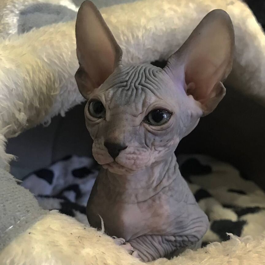 Канадский сфинкс