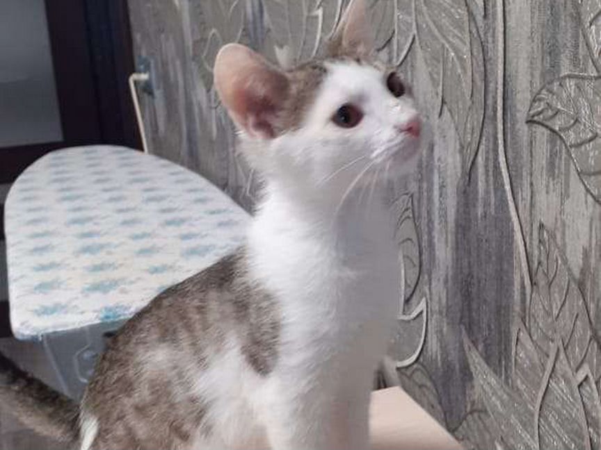 Лаврик в добрые руки