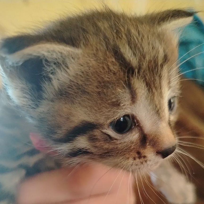 Анатолийский котёнок