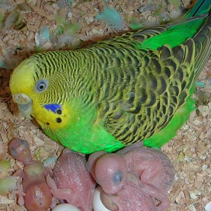 Попугайчики