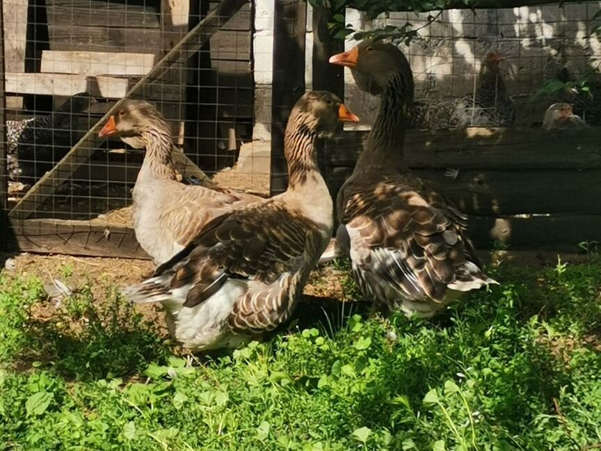 Семья Тулузских гусей