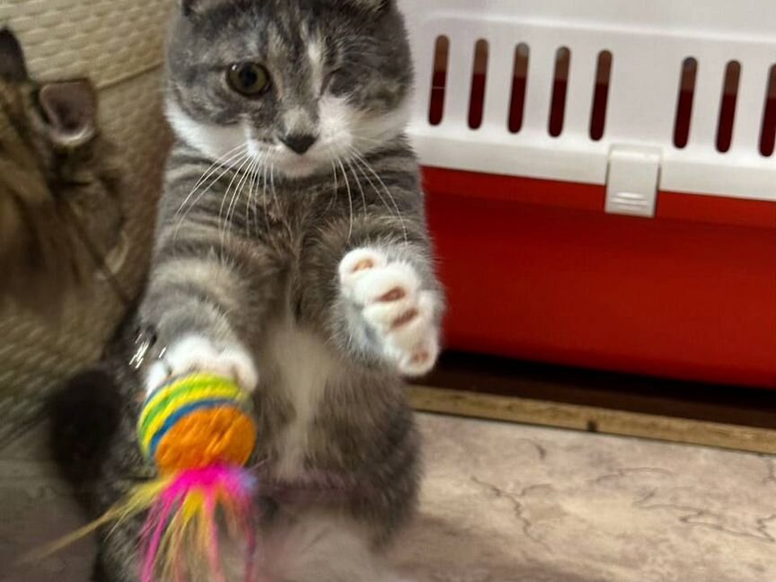 Котёнок. Весёлая и озорная