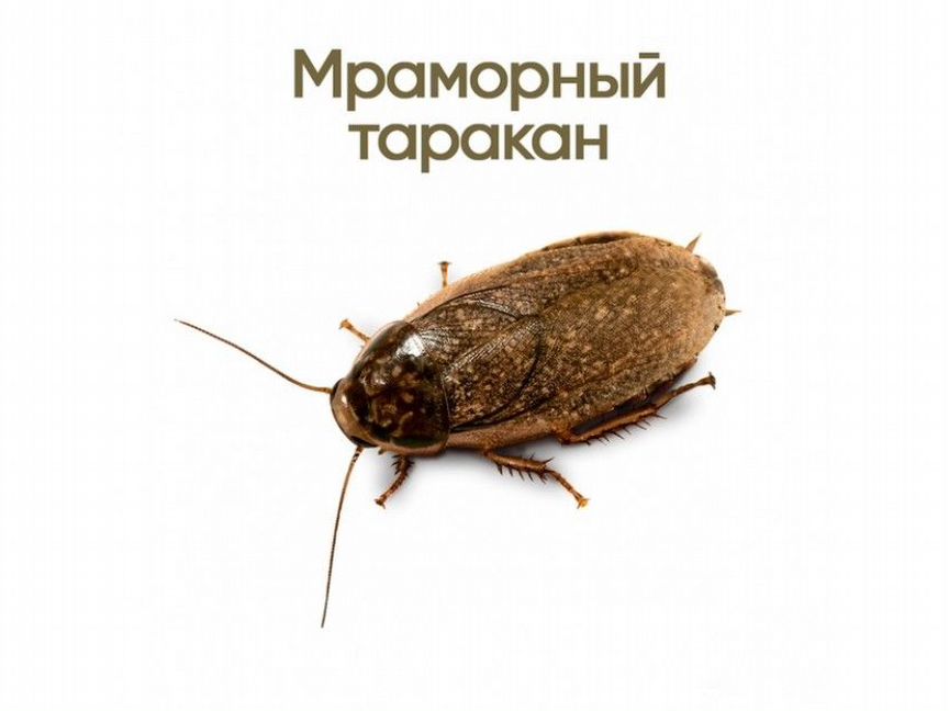 Таракан туркменский,мраморный