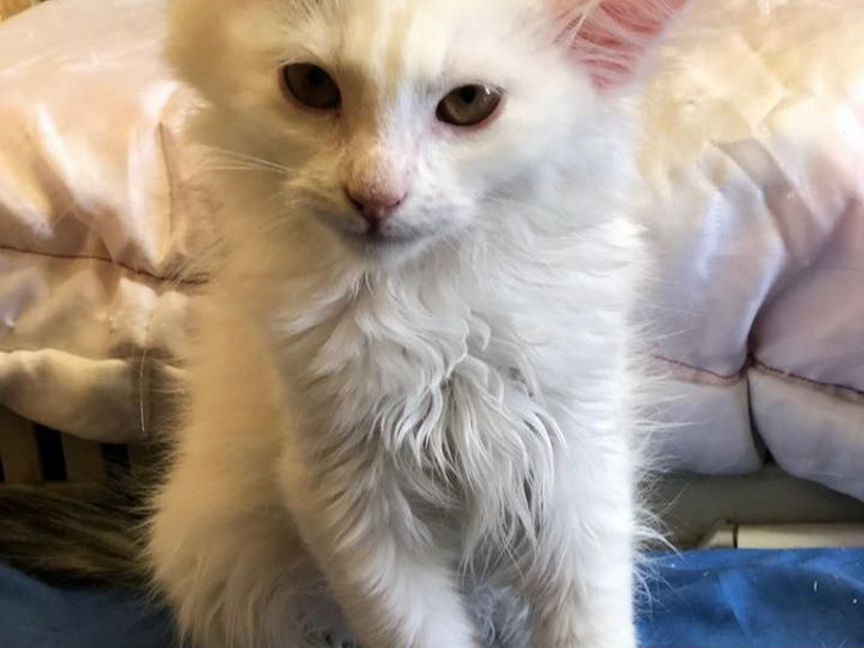 Неземной красоты котик