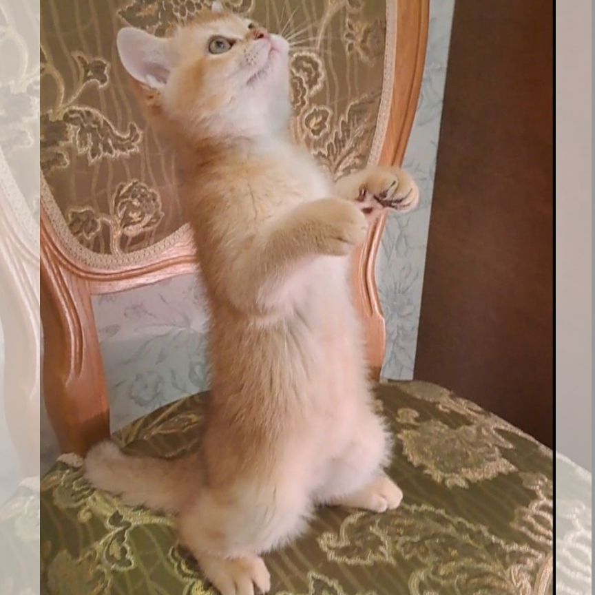 Шотландский вислоухий короткошёрстный котёнок
