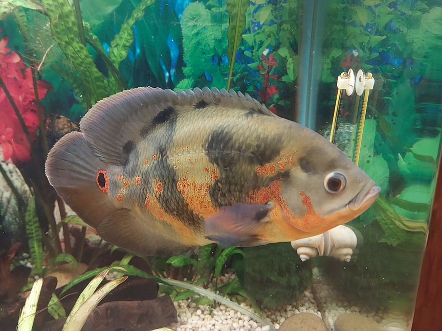 Рыба астронотус