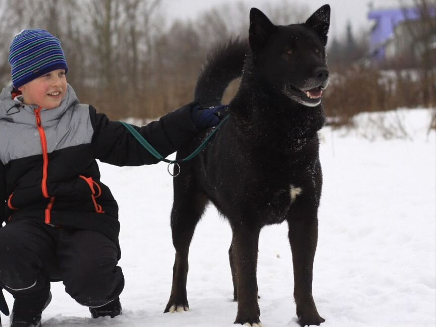 Собака в добрые руки отдам бесплатно