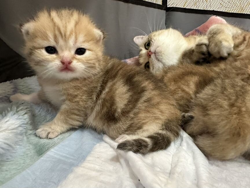 Шотландские вислоухие котята
