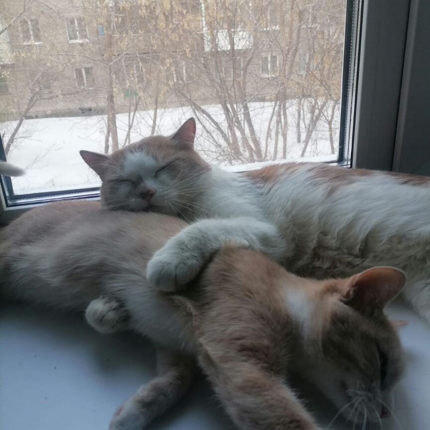 Котики бесплатно в добрые руки
