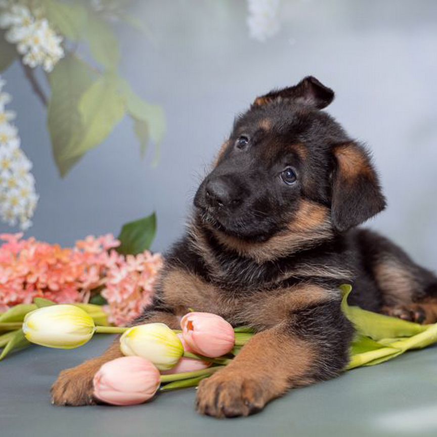 Немецкая овчарка щенки РКФ