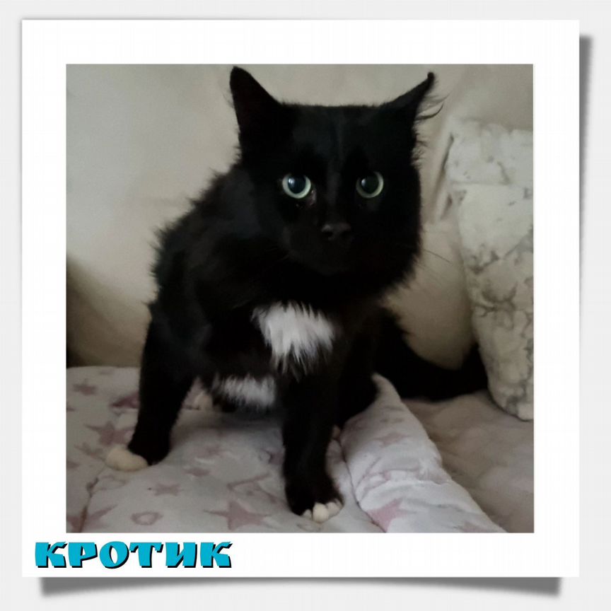 Кот