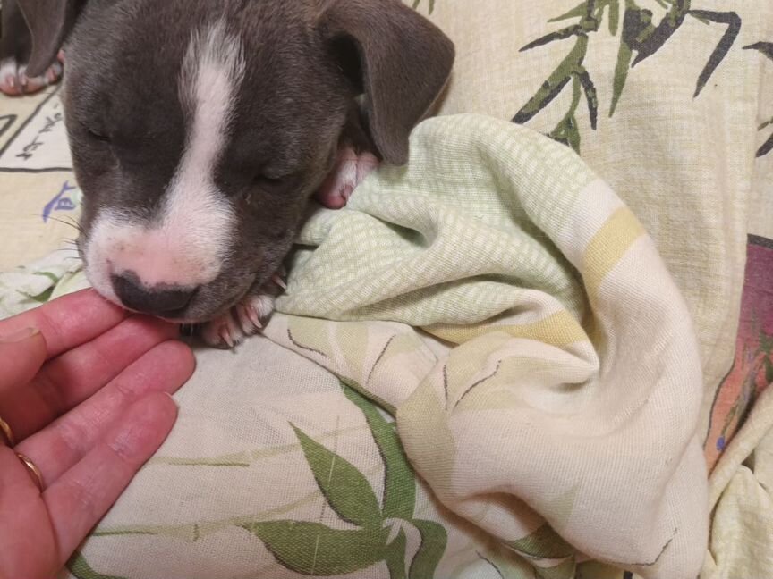 Стаффордширский терьер щенки щенок