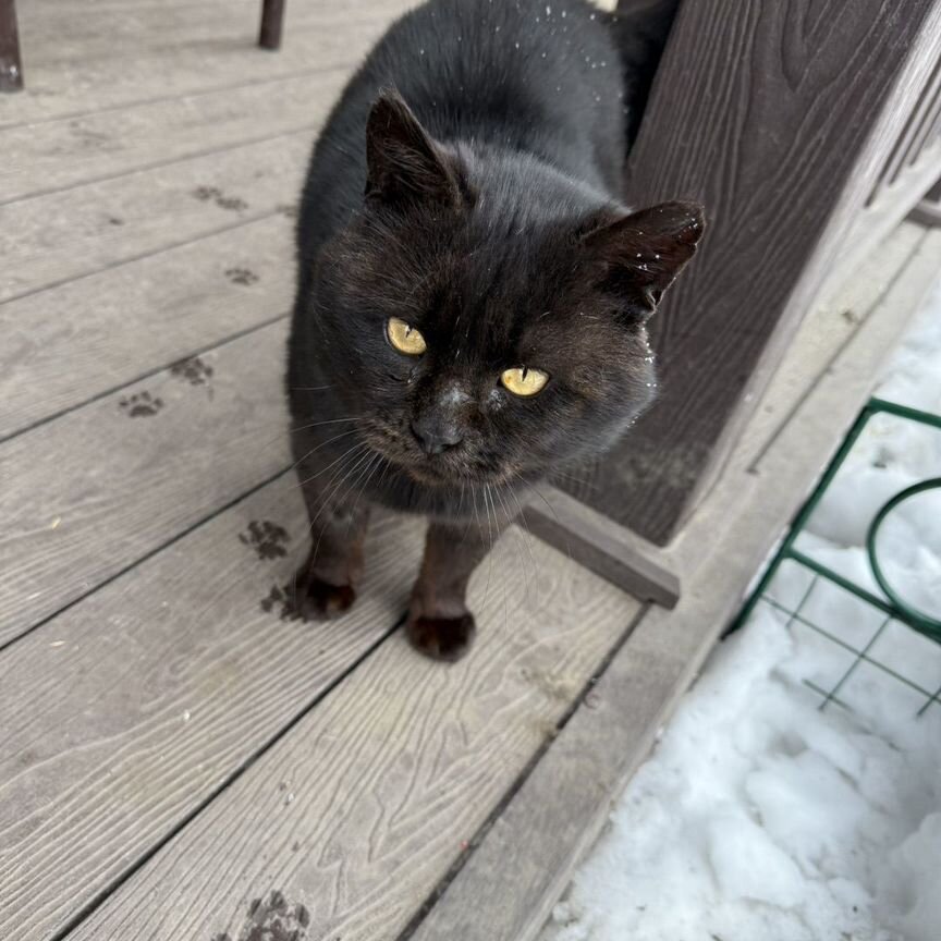 Кот ищет дом