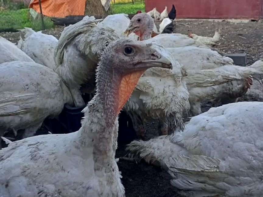 Индюки Биг 6