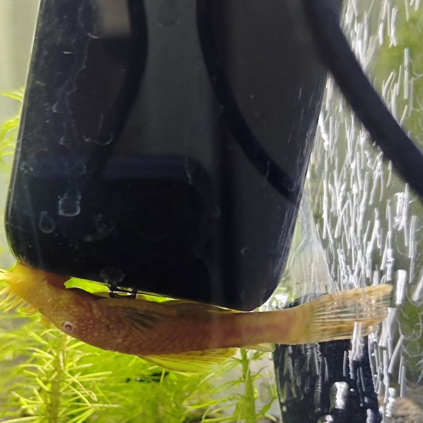 Анциструс золотой