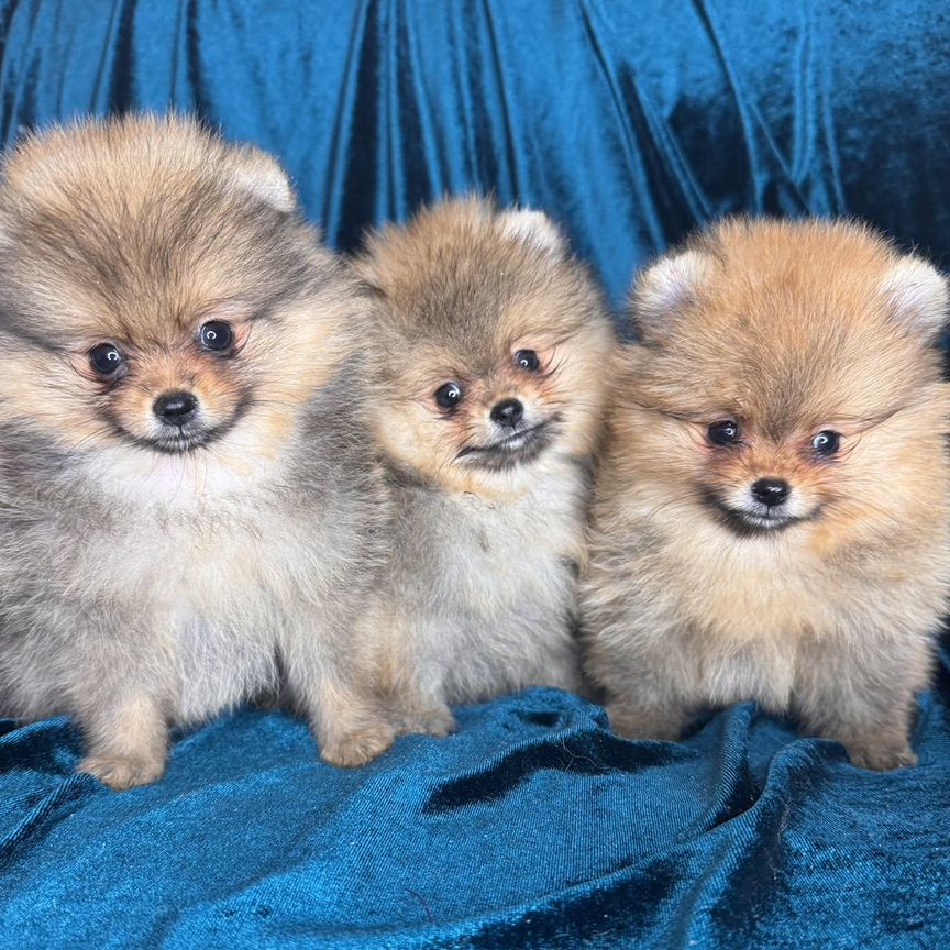 Померанский шпиц, щенок