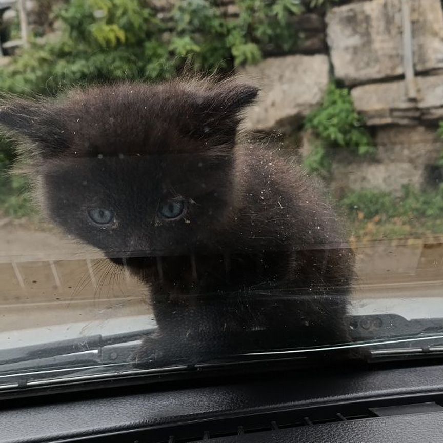 Котята в добрые руки бесплатно девочка,мальчики