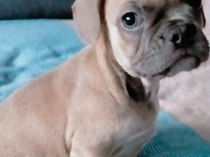 Голубоглазые французики - бульдожки