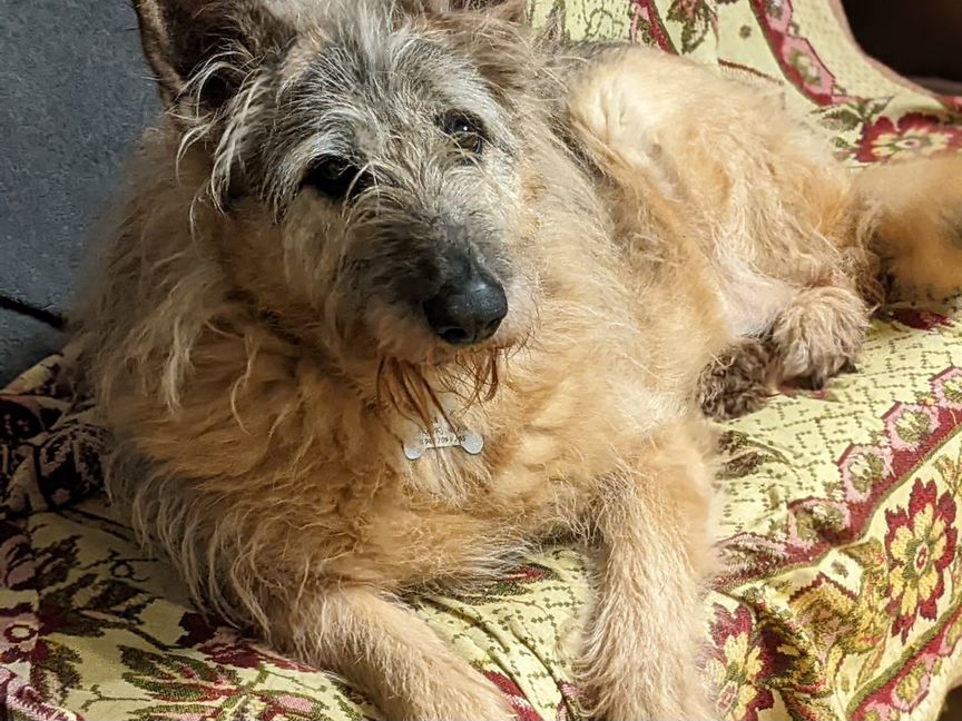 Собака ищет дом