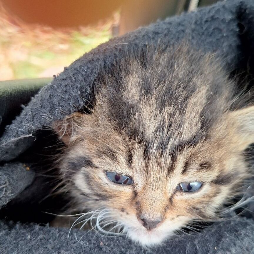 Найден котёнок, отдам в хорошие руки