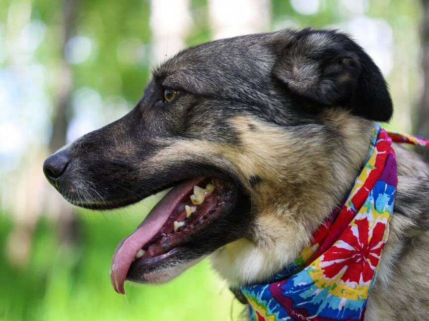 Молодая собака Тесса в добрые руки