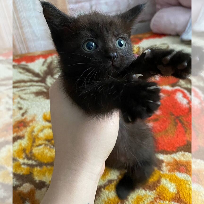 Мейн-кун котёнок