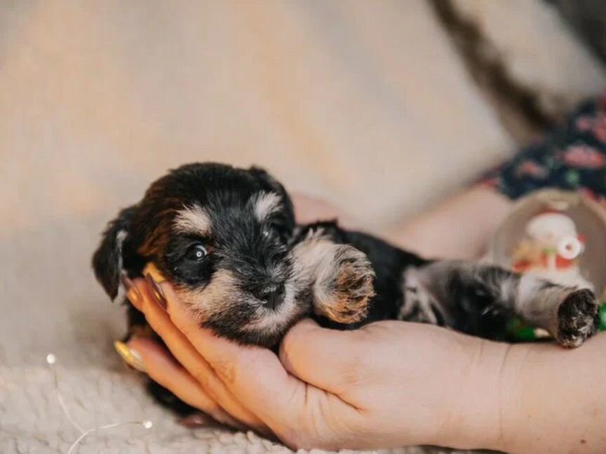 Отличные щенки цвергшнауцера