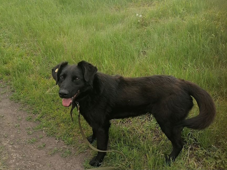 Собака в добрые руки