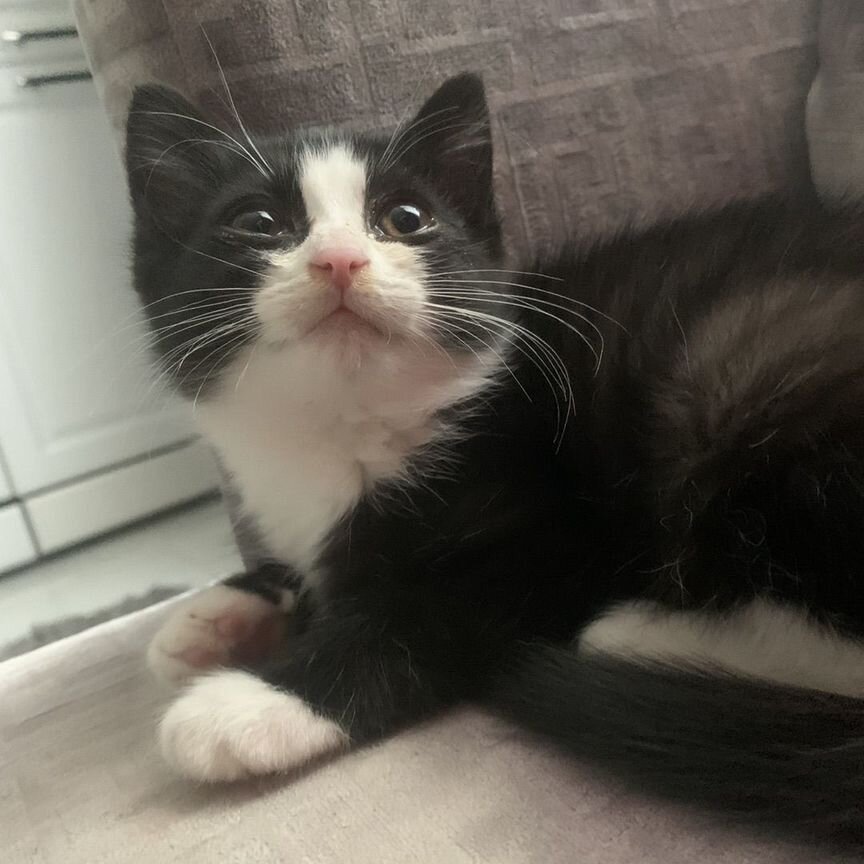 Котята отдам бесплатно