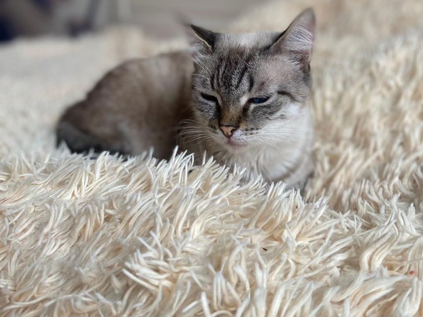 Кошечка Сима ищет дом