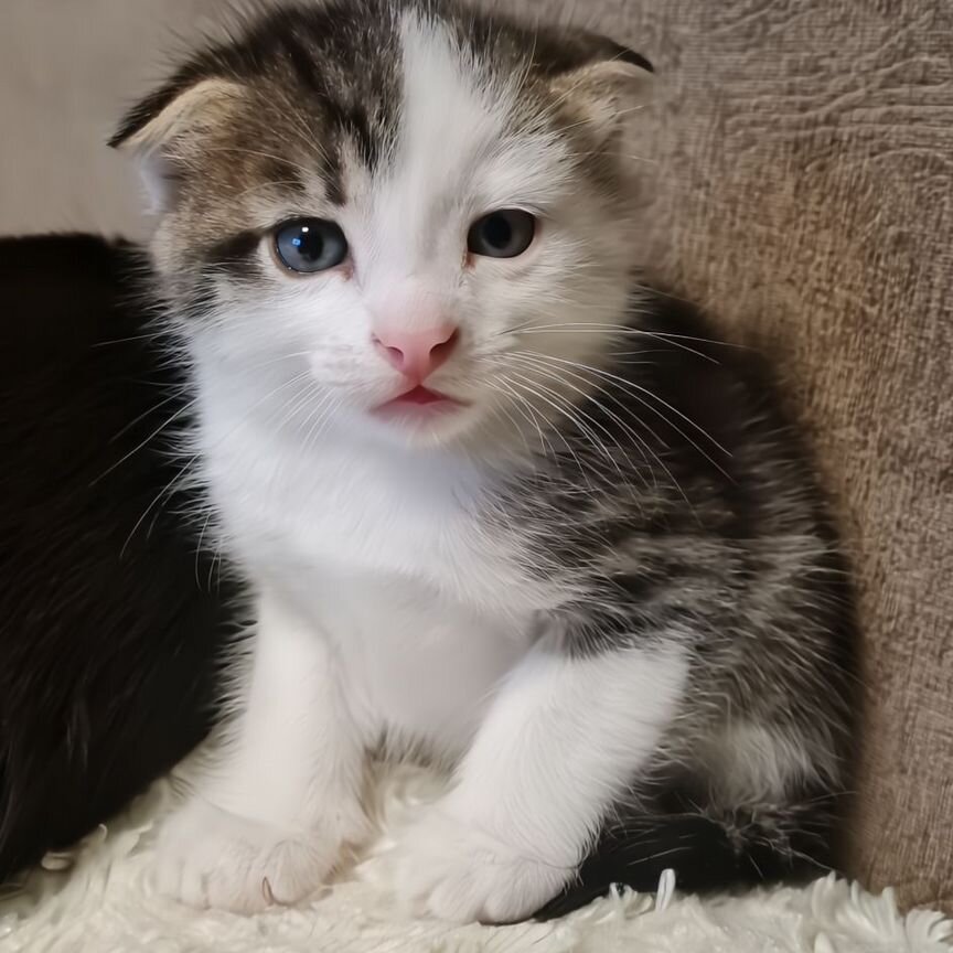 Шотландский вислоухий длинношёрстный котёнок