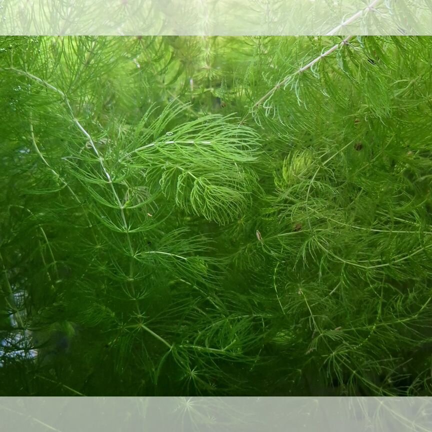 Роголистник в аквариум