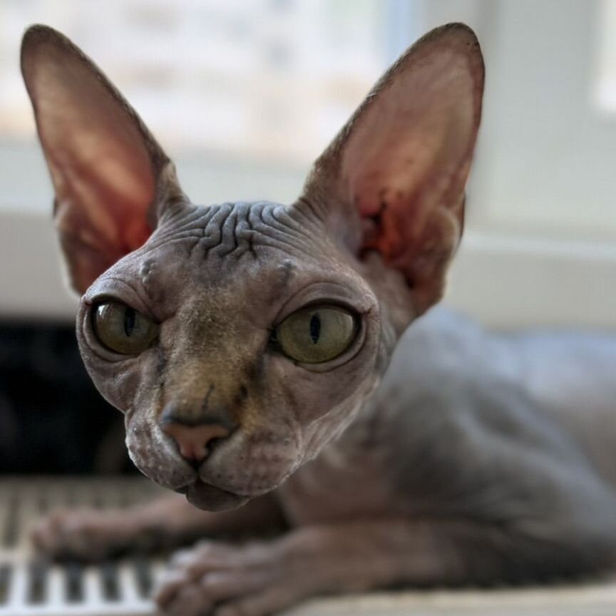 Канадский сфинкс, взрослая кошка