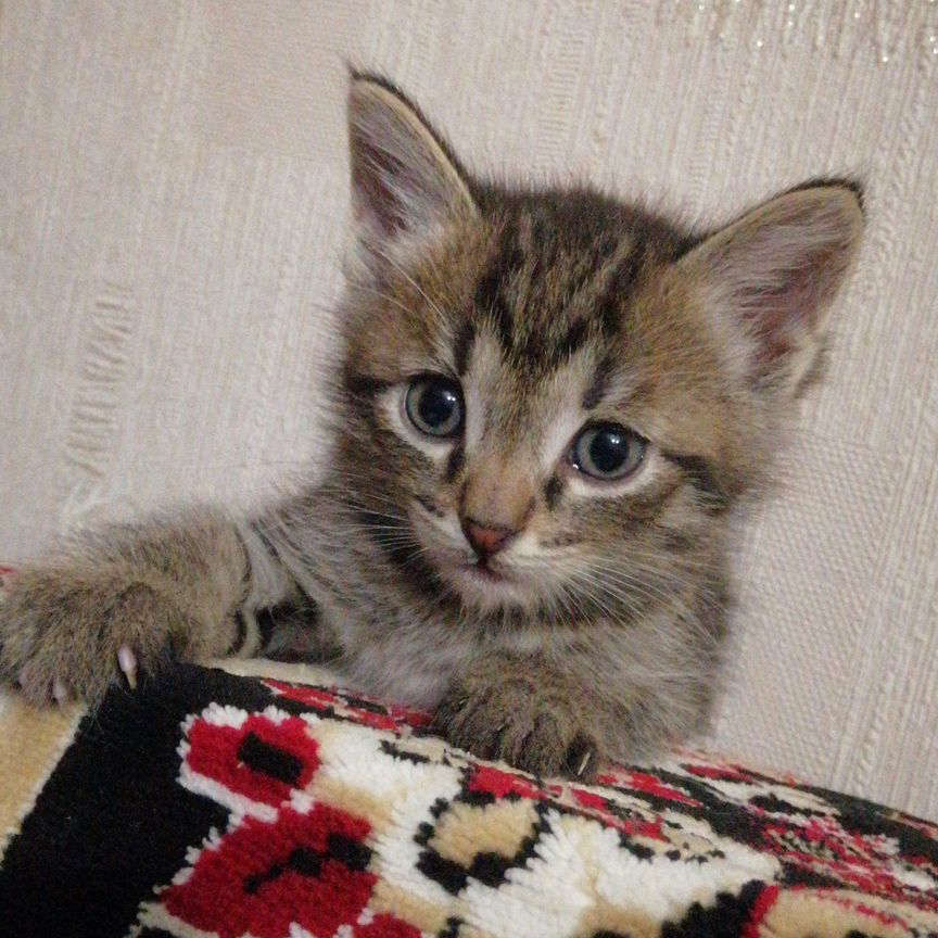 Котята в добрые руки 3 мальчика и девочка. Отдам