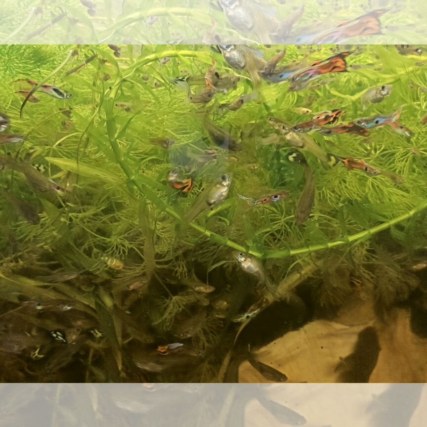 Рыбки гуппи