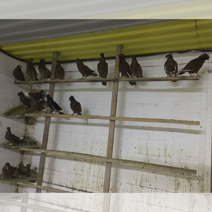 Голуби Американские кормилки