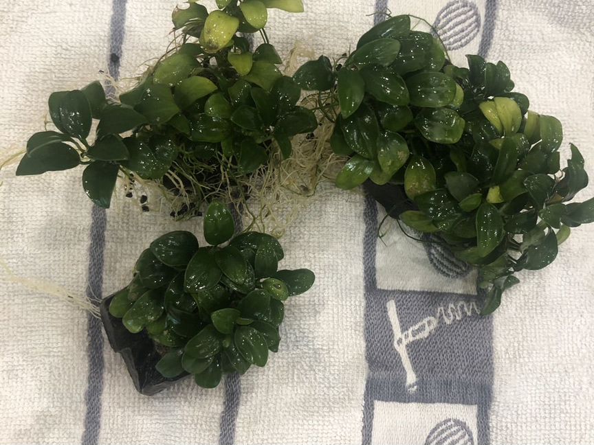 Карликовый анубиас