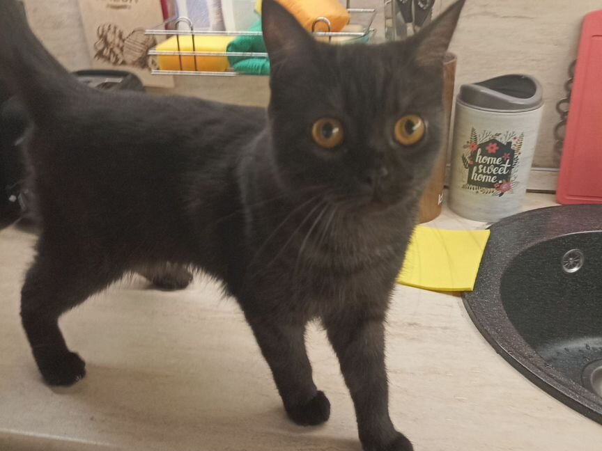 Кошка в дар бесплатно