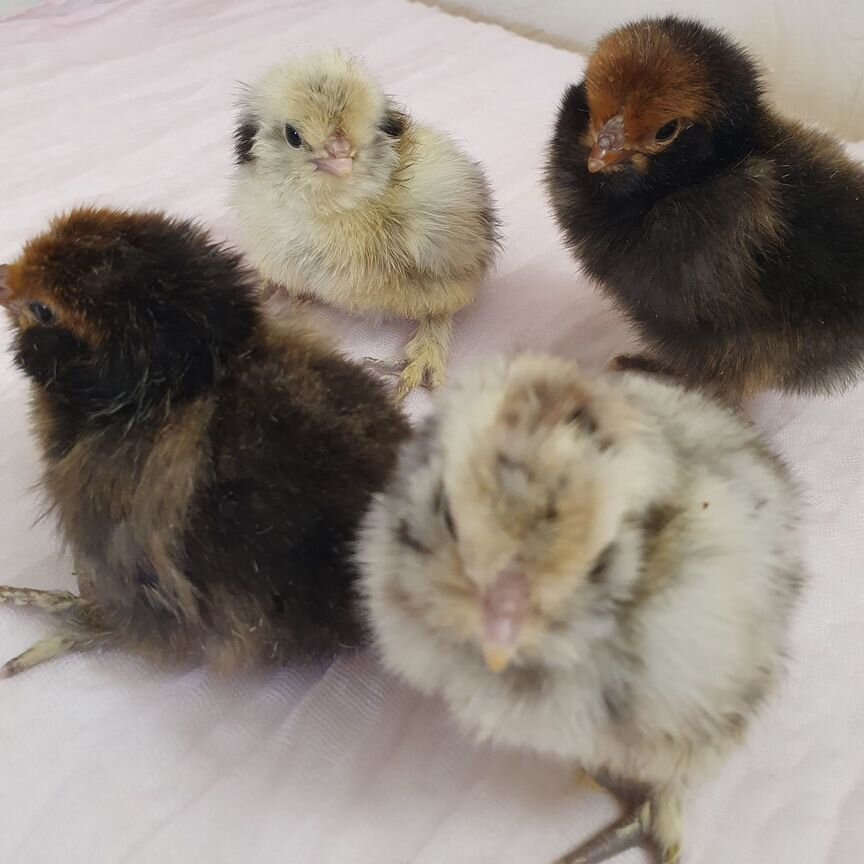 Цыплята кур несушек