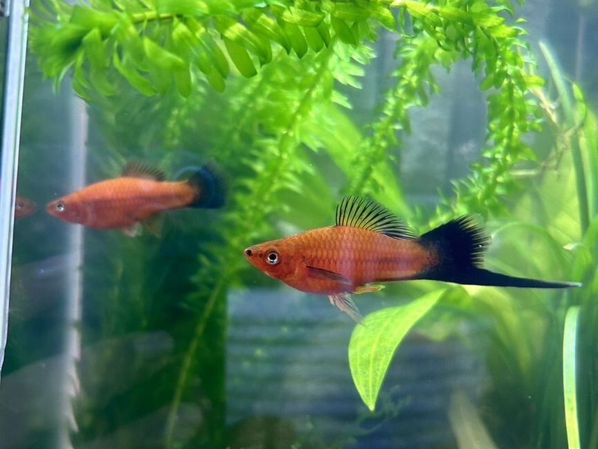 Меченосец берлинский