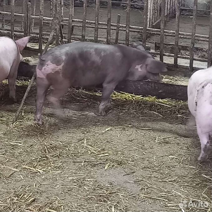 Поросята