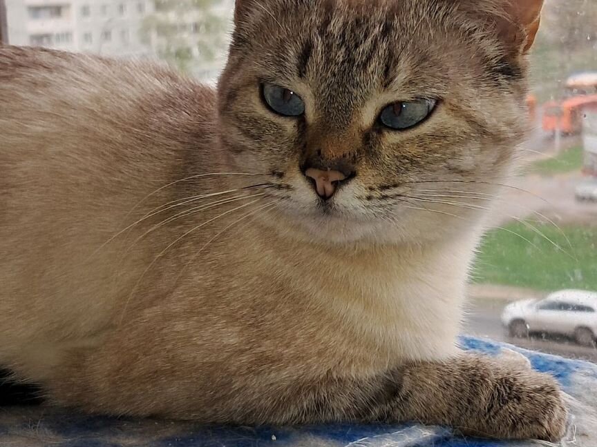 Сиамской кошечки нужен дом